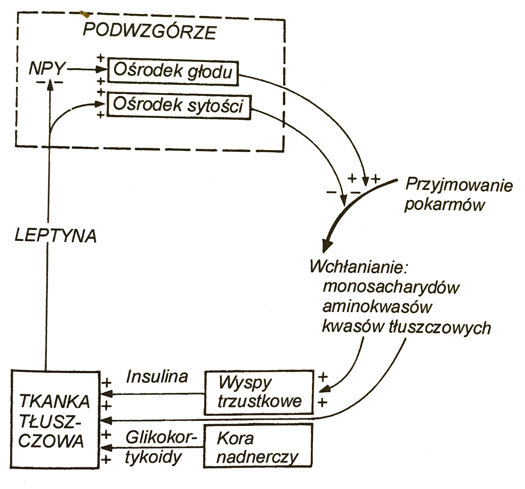 Jak działają ośrodki głodu i sytości? Hormonalne regulatory. - DrMro ...